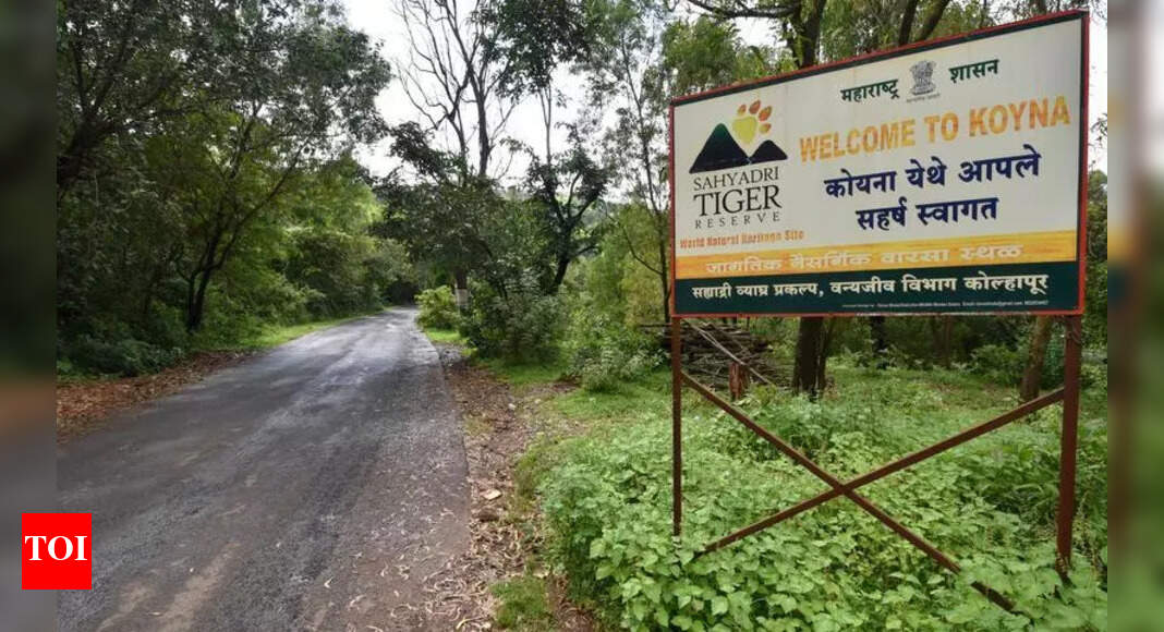 Nod for translocation of eight tigers to Sahyadri Tiger Reserve from ...