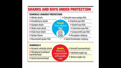 Kanyakumari turns hub of illicit trade of shark fin, endangered marine ...