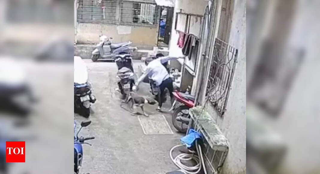 67 dog bite cases in 1 day in Kalyan-D’vli, 4 in hosp | Mumbai News ...