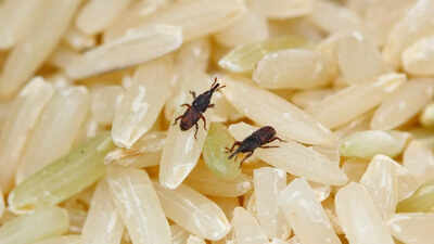 Simple kitchen hacks to keep rice insect-free for years | - The Times ...