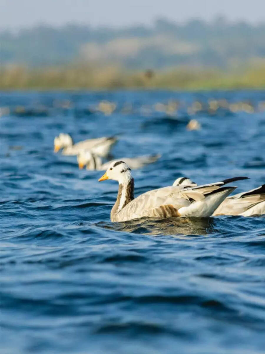 10 destinations in India to see migratory birds in winter | Times of India