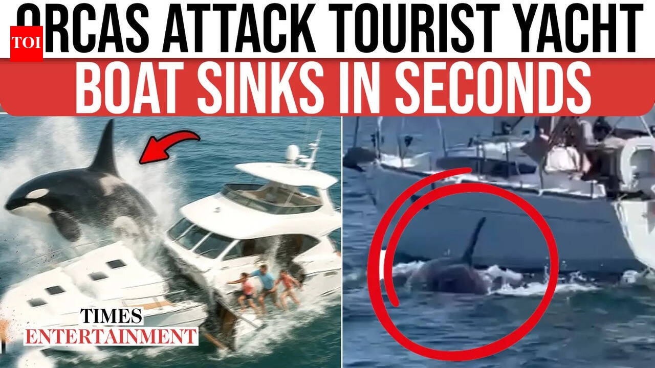 SHOCKING Footage: Killer Whales Attack & Sink Tourist Yacht Off ...