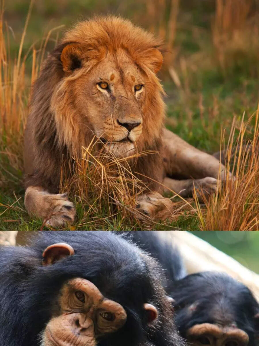 Staying close: From Lions to Chimpanzees, 10 animals that live in ...
