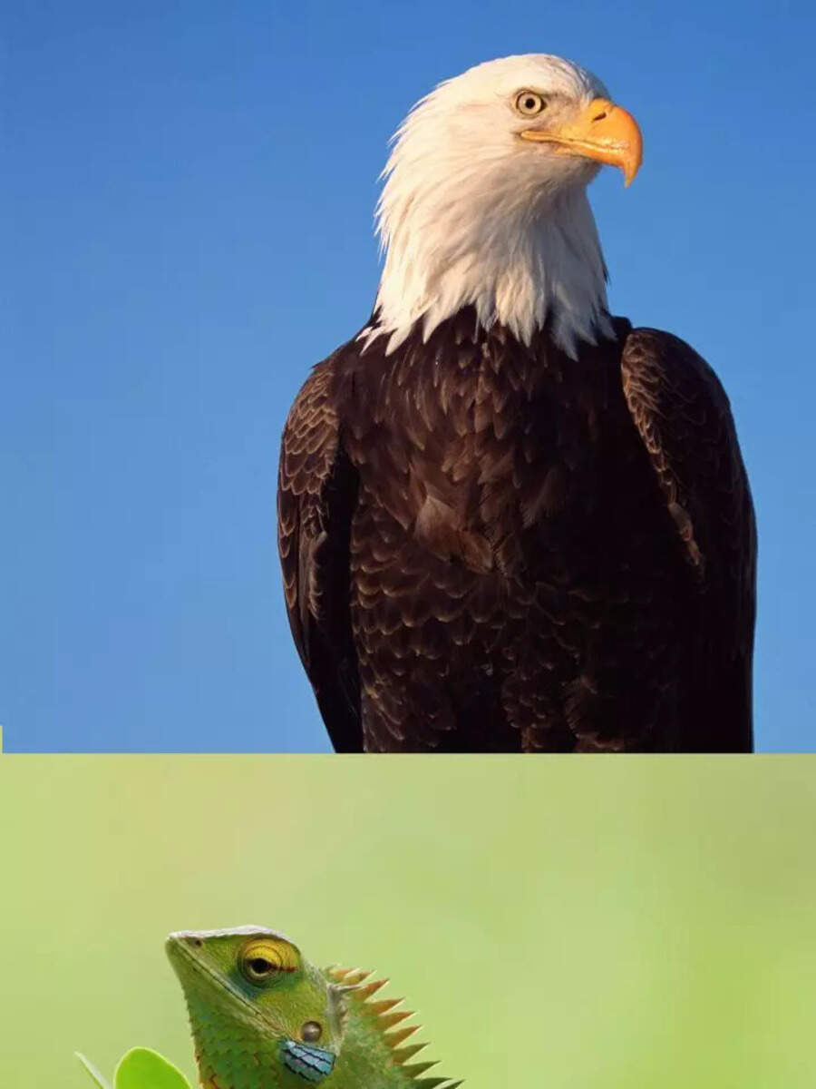 Hawk eyes: 10 animals with extraordinary vision! | Times of India