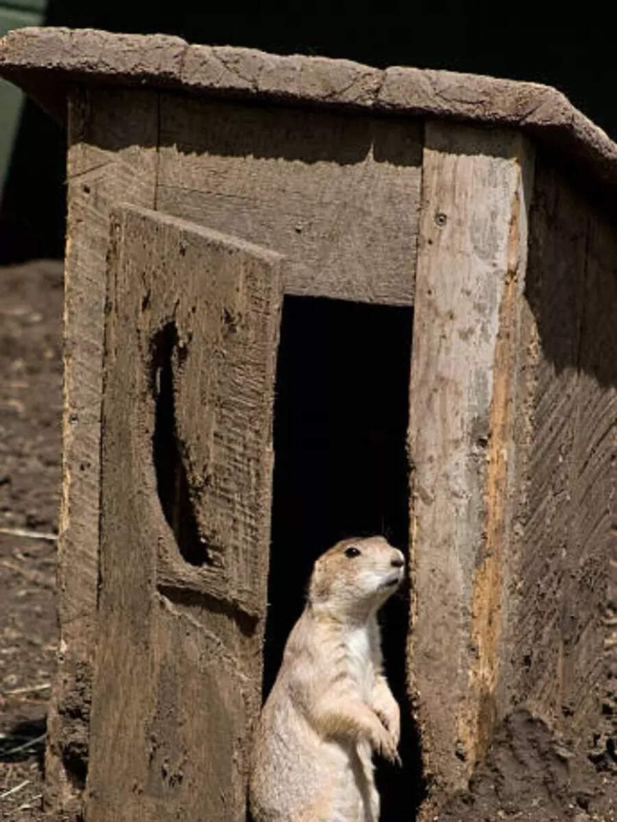 Nature’s ‘Demolition Experts’ :Why these 7 animals break their own ...