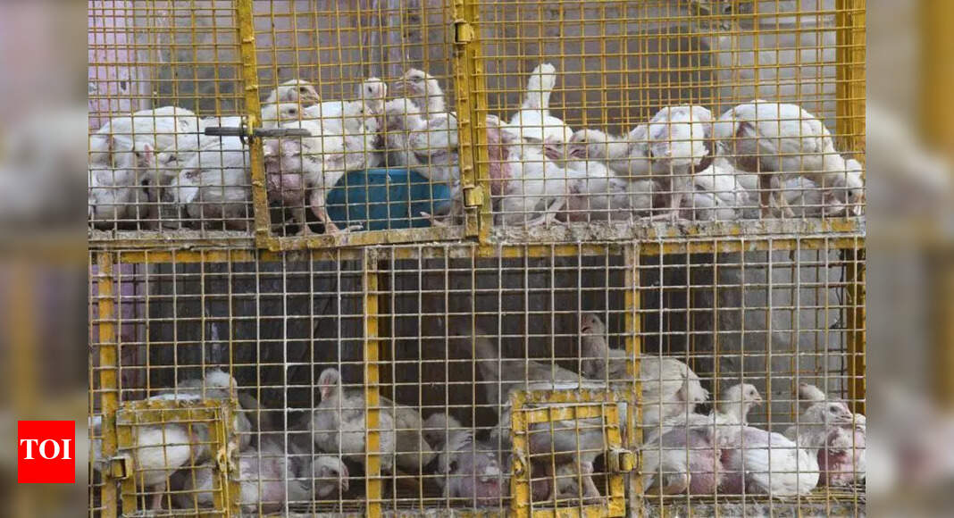 Indian scientists trace bird flu strains to East Asia | News Minimalist