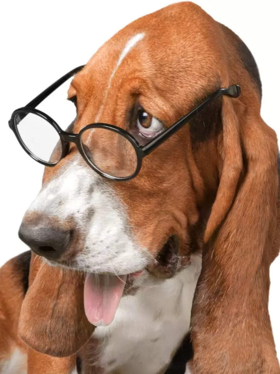 10 intelligent pet dog breeds that are easy to train | Times of India
