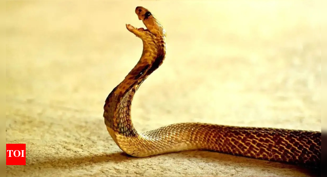 Andhra Pradesh: Drunk man bites off snake’s head after being bitten ...