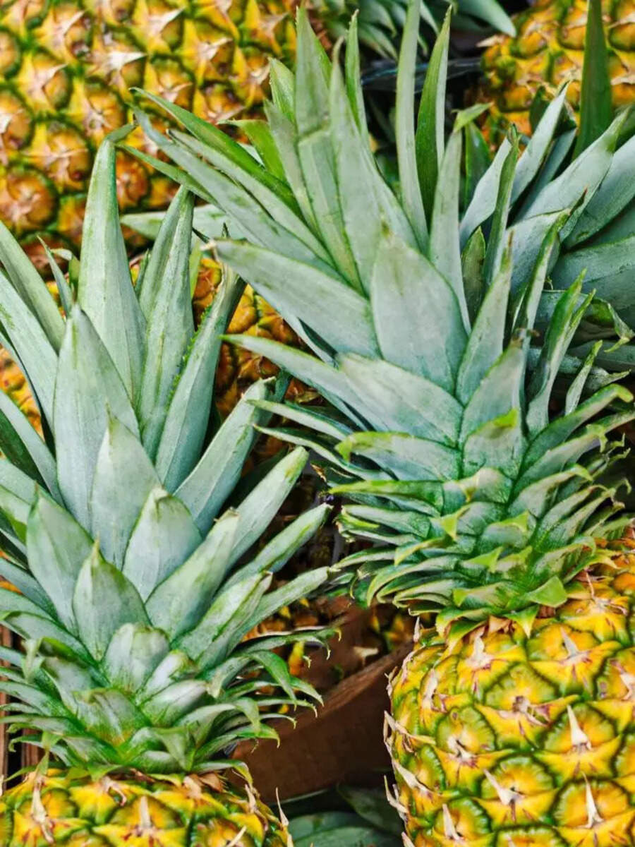 How to grow juicy pineapples at home in balcony garden | Times of India