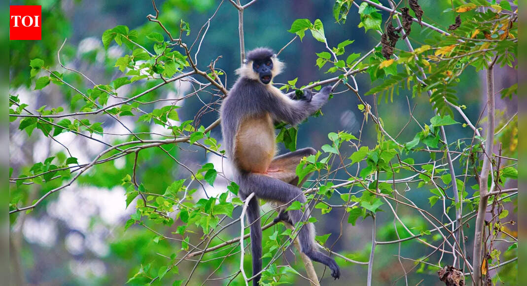 6 wildlife sanctuaries in Assam worth exploring