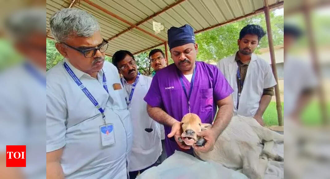 10-day-old calf undergoes surgery for lower jaw fracture | Madurai News ...