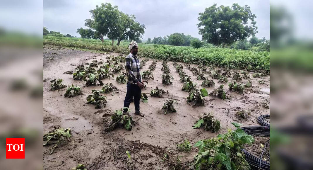 Fresh spells of heavy rain in M’wada worry farmers | Chhatrapati Sambhajinagar News - The Times ...