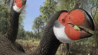Madagascar’s elephant bird: Discover about the 450-kilogram giant ...