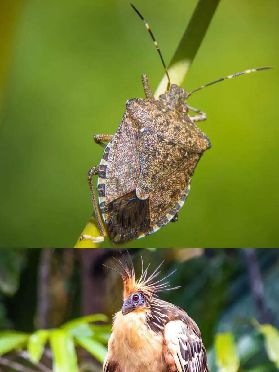 Smelly affair: From Stink Bug to Sea Hare, 10 creatures known for their ...