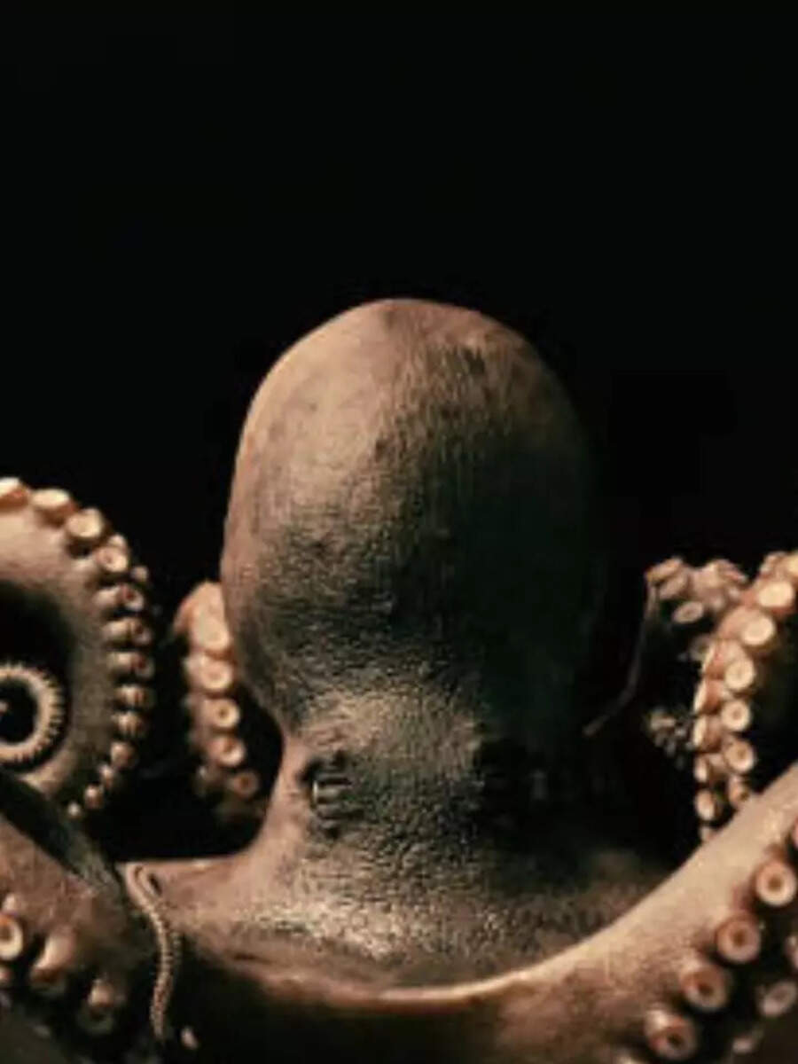 The more, the merrier: 9 animal species with more than one brain ...