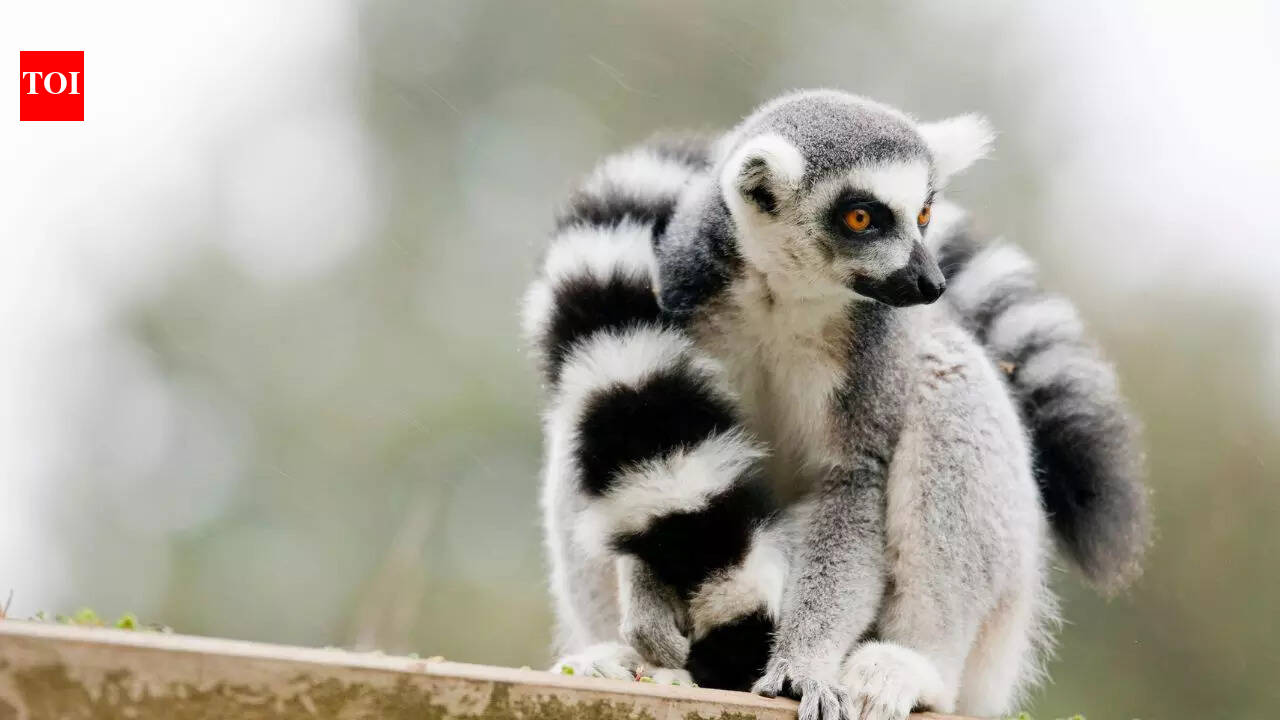 Why Some Animals Have Tails Longer Than Their Bodies – And What They Do ...