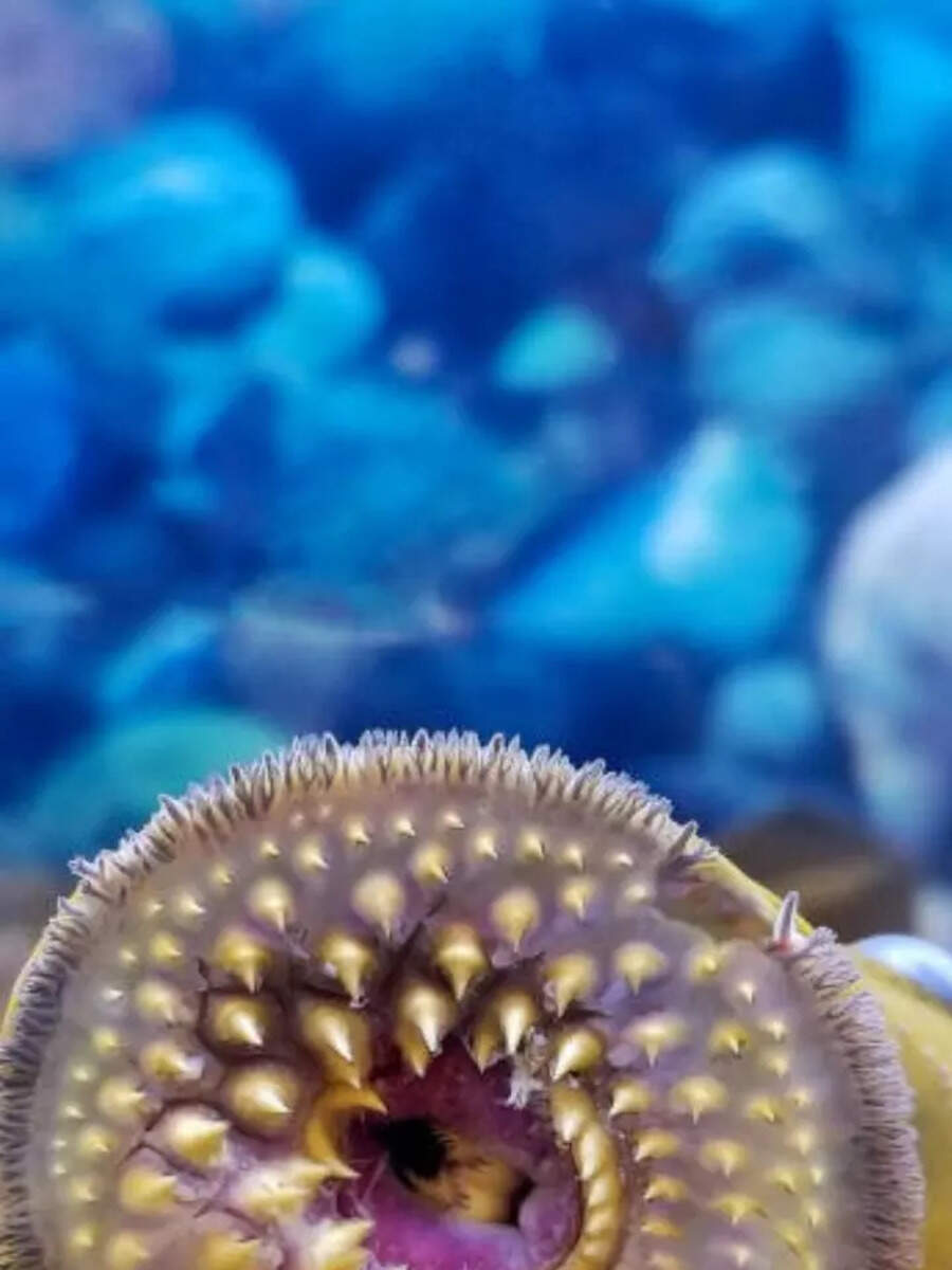 Toothy grins: 10 animal species with more than 500 teeth | Times of India