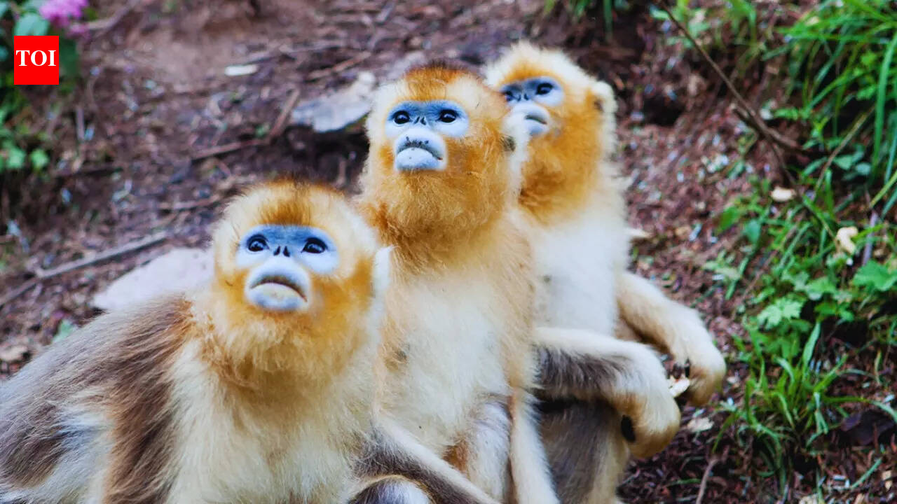 Rare Primates Spotting Places: Visit these places to see rare primates ...