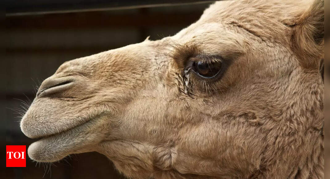 Camel tears vs snake venom: Can this desert miracle save lives in India ...