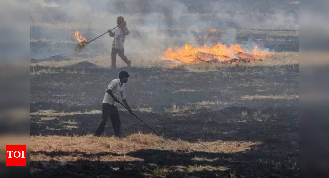 No farm fire in Punjab for 8th straight day, SKM to protest action ...