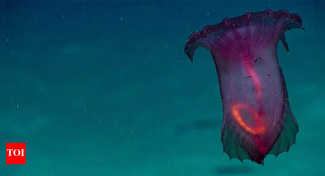 Headless chicken monster: Exploring the biology, habitat, and behaviour ...