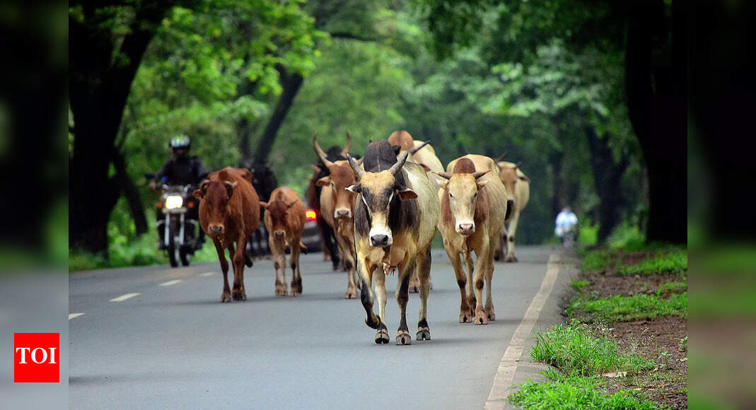 Sankhali council urges residents to report stray cattle | Goa News ...