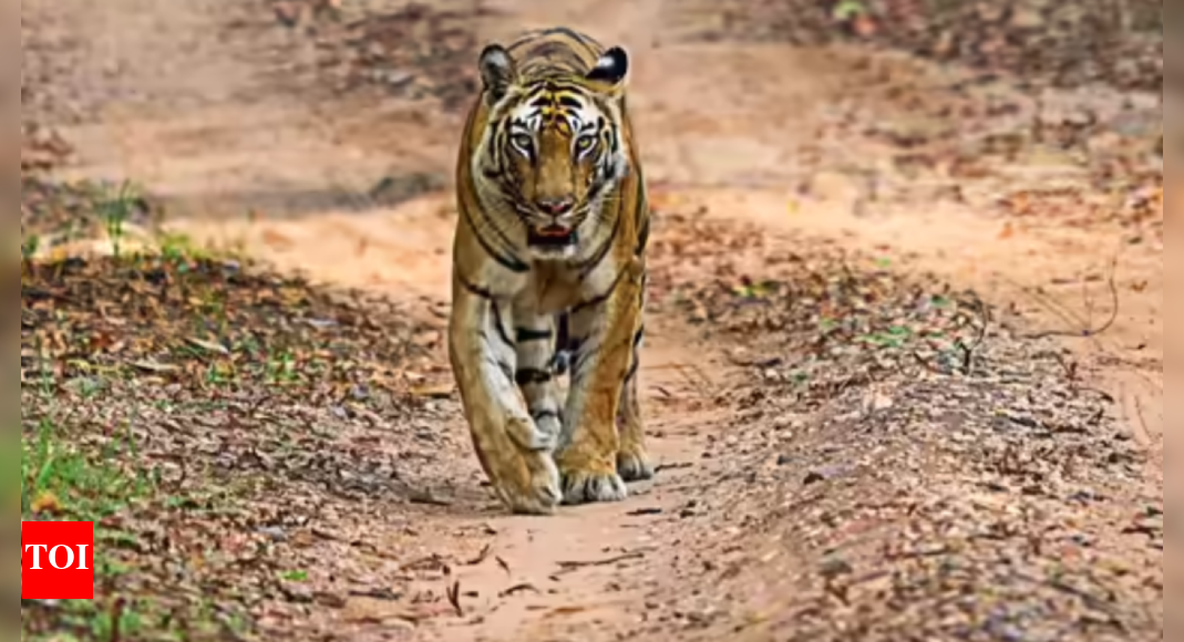 UP: Tiger injures woman, her niece, reappears to attack bank employee; alert issued | Lucknow ...