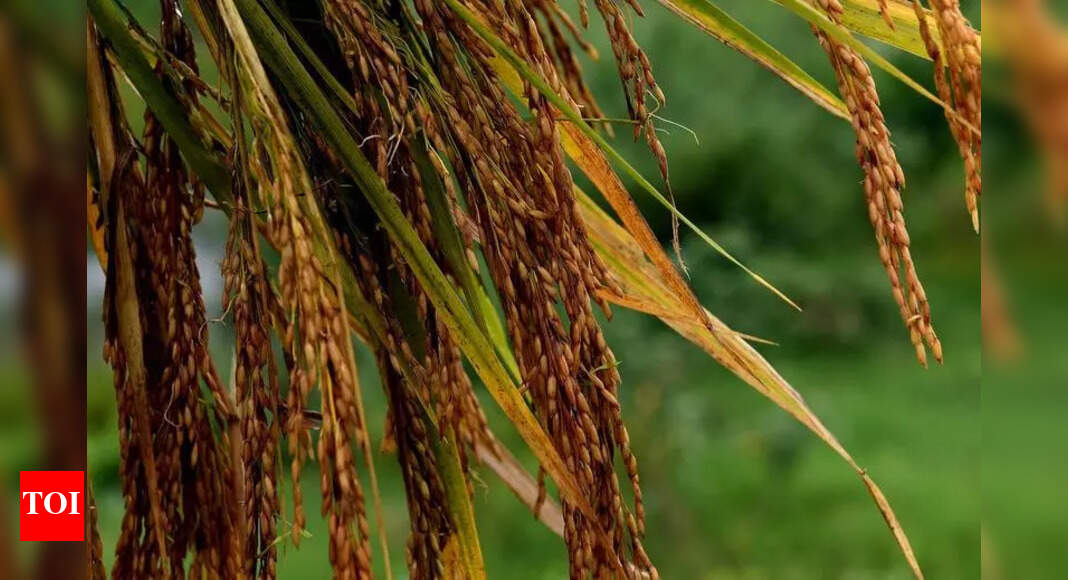 Agriculture department, local bodies join hands to boost paddy ...