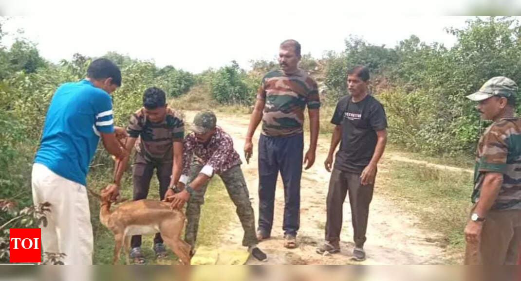 Black buck calf rescued in Ganjam village | Bhubaneswar News - The ...