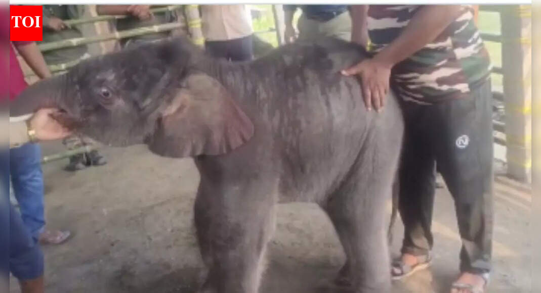 Baby elephant rescued from floodwaters after heartbreaking rejection by ...