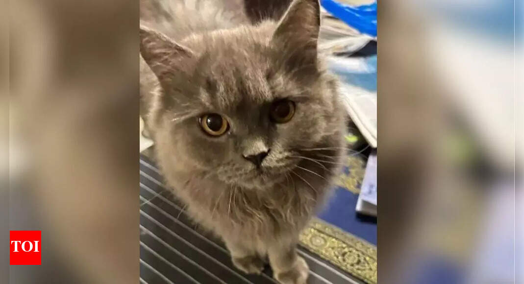 Kolkata cat mystery: Persian cat goes missing from Kudghat creche; FIR ...