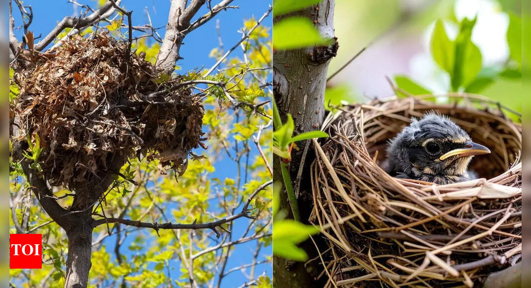 Squirrel nest vs bird nest: Key differences in structure, size ...
