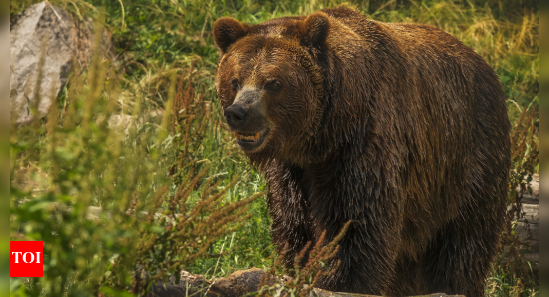 Bear attack in Kandhamal district injures two persons | Bhubaneswar ...