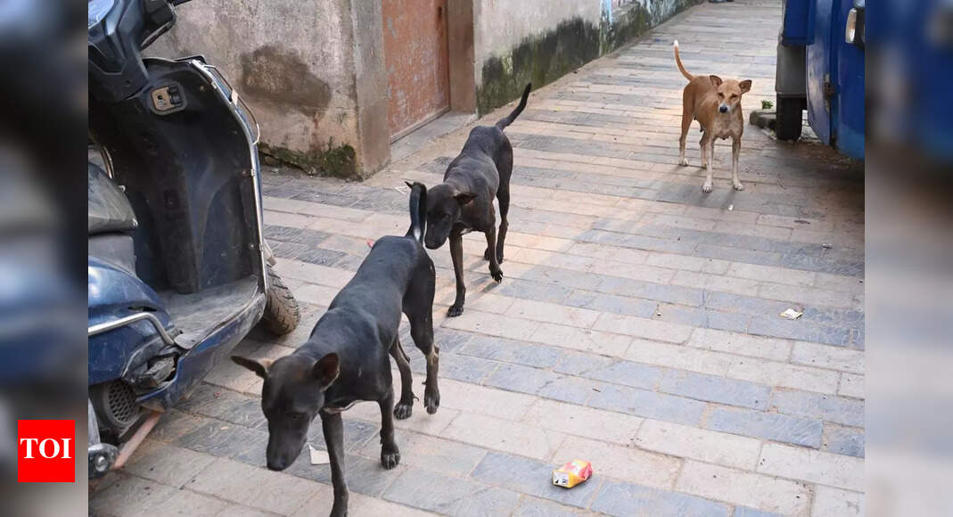 High concentration of stray dogs in Bhubaneswar's north zone ...