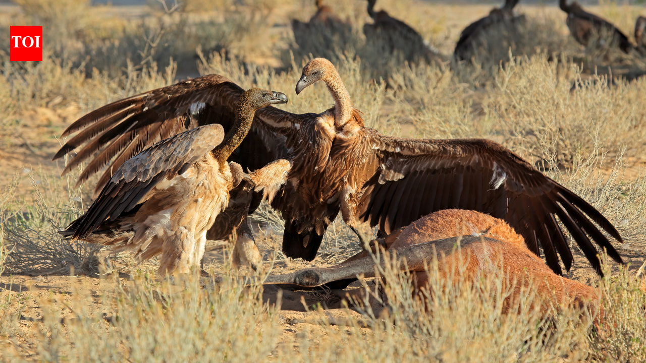 7 creatures that eat dead animals to keep the ecosystem balanced