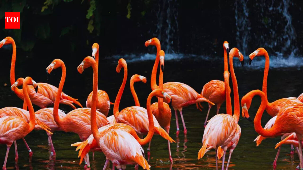 Birdwatching in Maharashtra: Top 5 bird sanctuaries every traveller ...