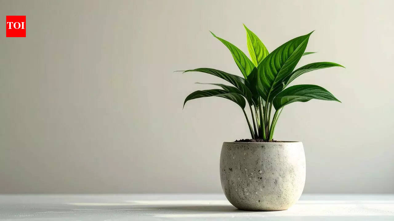 8 indoor plants that thrive in indirect or low sunlight