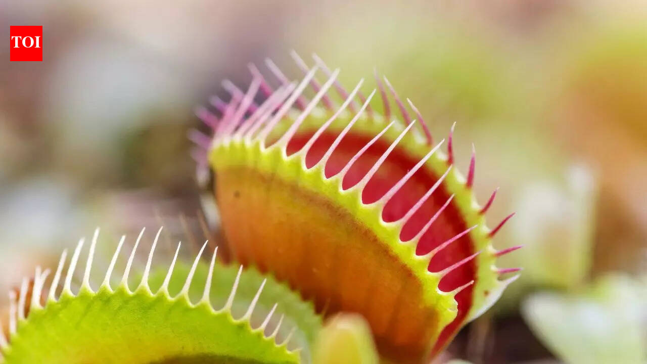 Nature’s predators: 7 unique plants that trap and eat insects | The ...