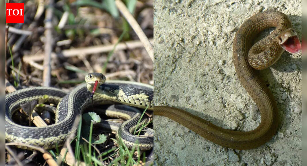 8 common snakes you might find in your garden and how to identify them ...