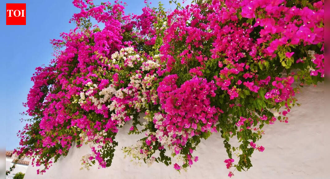 How to grow colourful bougainvillea for balcony garden: 3 tips for ...