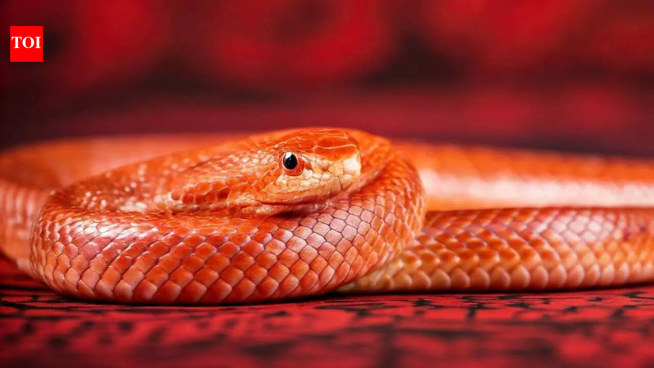 6 vibrant orange animals that add colour to the wild