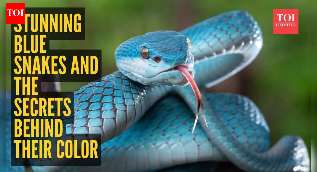 10 blue snakes around the world and why their colour is so unique ...