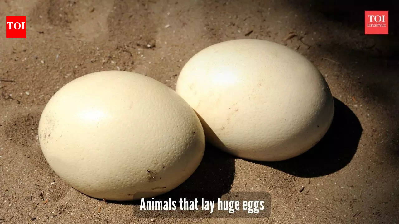 From Ostrich to crocodiles: 5 animals that lay massive eggs