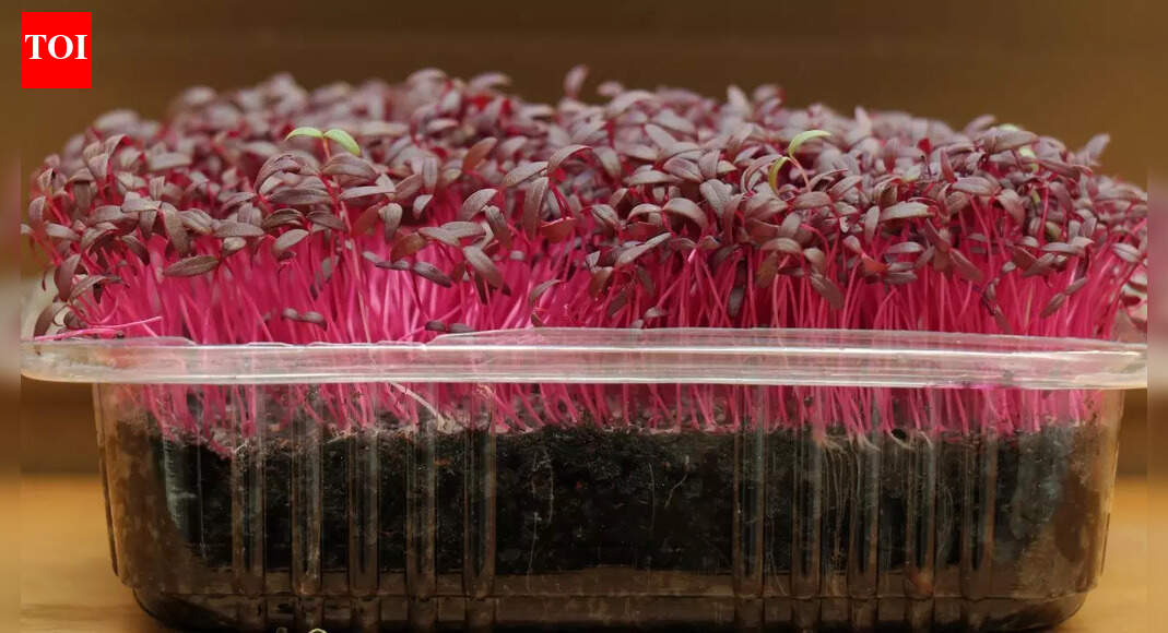How to grow nutrient-rich amaranth microgreens at home in 7 simple ...