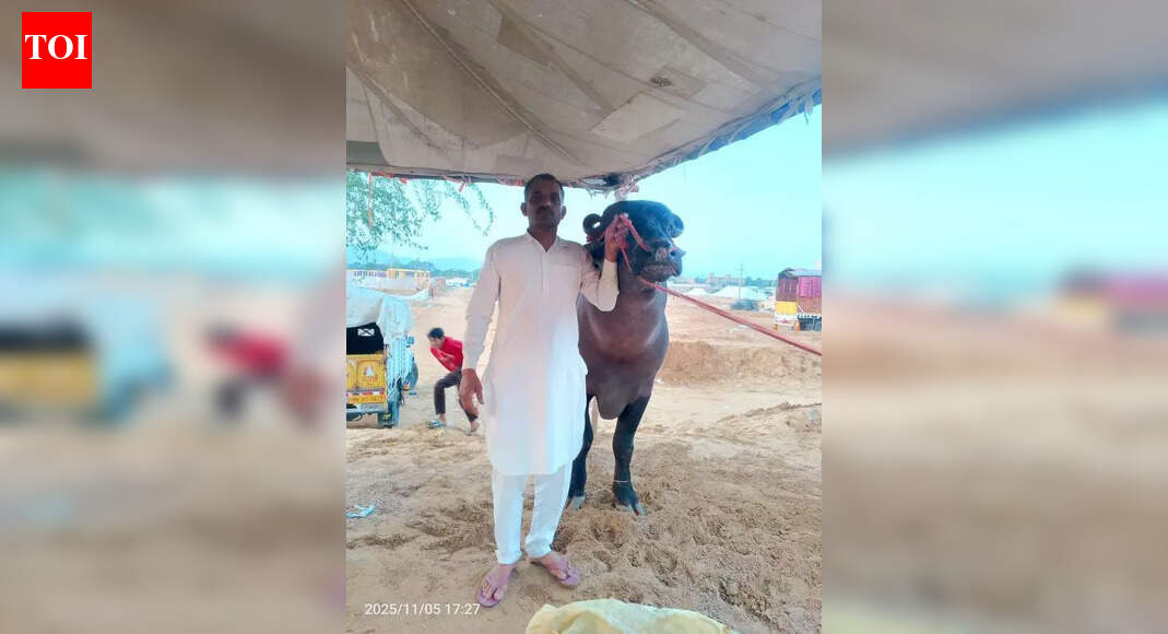 Haryana’s Murrah bull takes 1st place at Pushkar, owner says got Rs ...