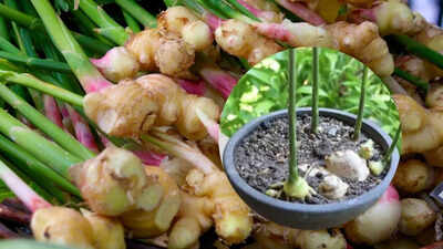 7 tips to grow nutrient-rich ginger at home for a healthy harvest ...