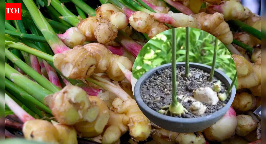 7 tips to grow nutrient-rich ginger at home for a healthy harvest ...