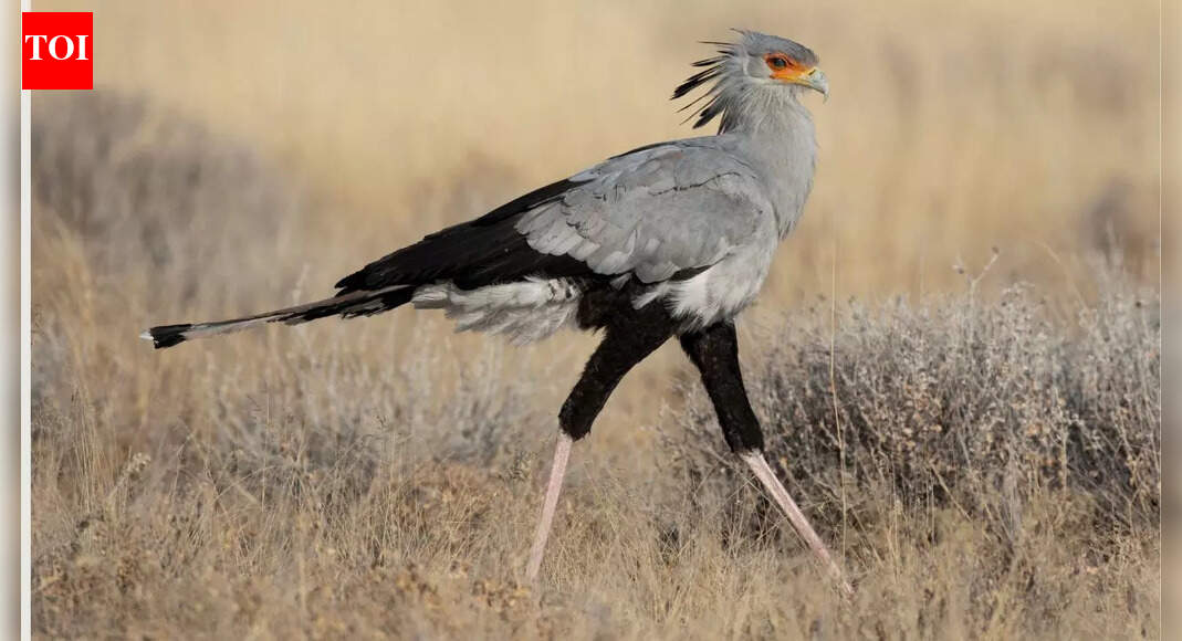 The bird that kills with a kick: How the ‘secretary bird’ is changing ...