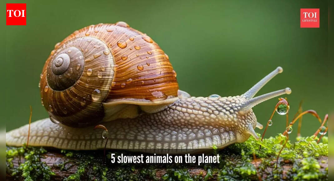 Meet the 5 slowest animals on Earth that take life one second at a time