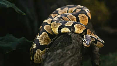 How do pythons manage to swallow prey larger than their heads | - The ...
